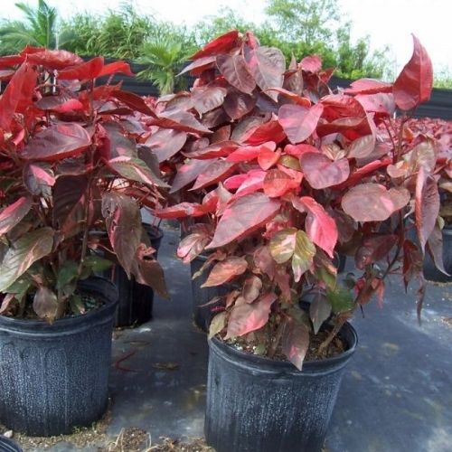 Acalypha red – Swarnika Agro