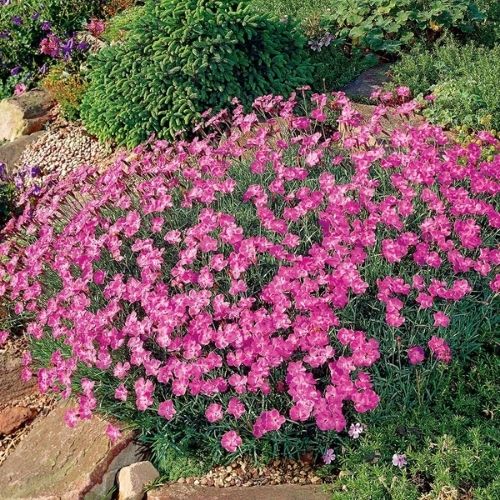 Dianthus hybrid – Swarnika Agro